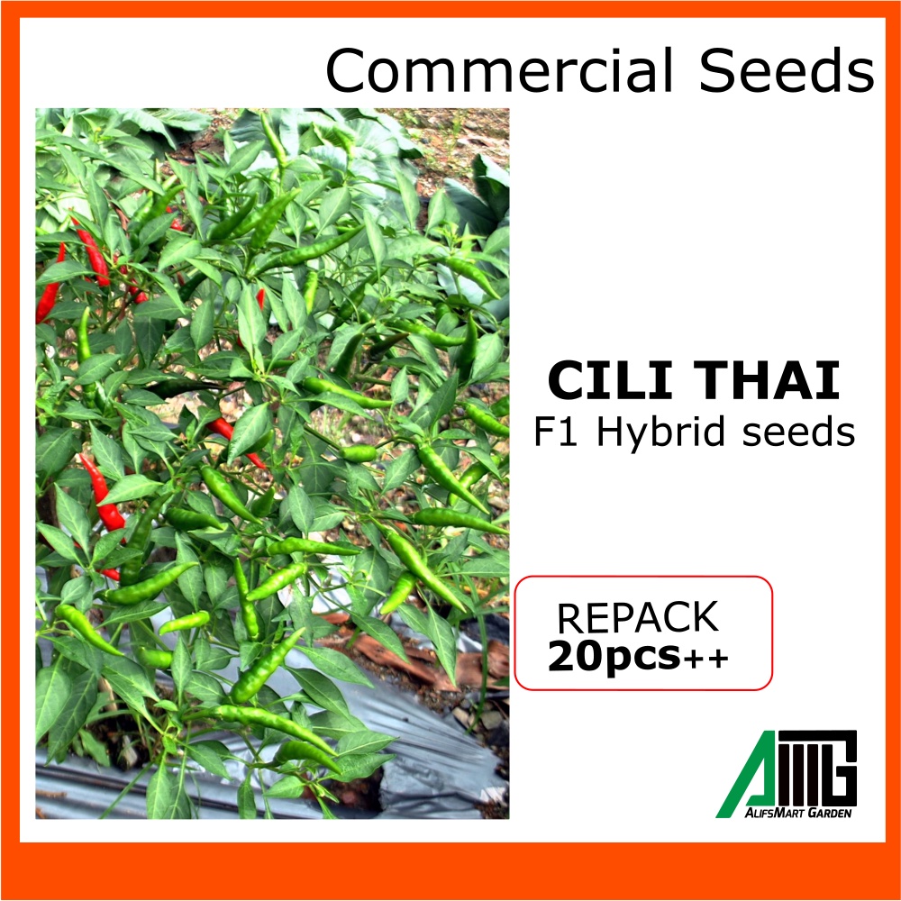 CILI THAI F1 Hybrid Seeds chilli short | Shopee Malaysia