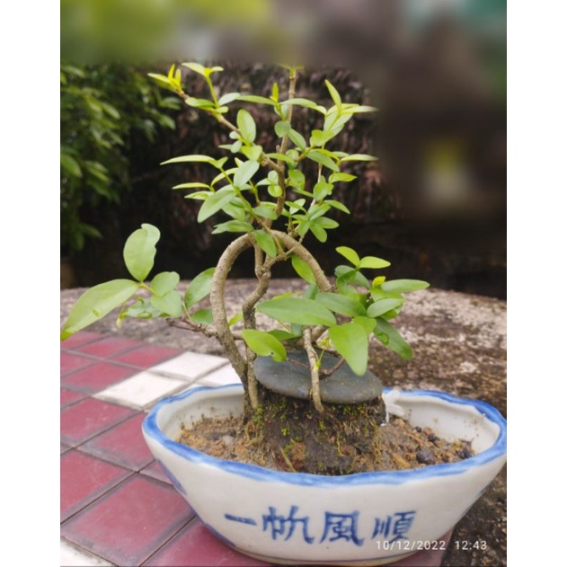 #Bonsai jeliti#wrightia Religiosa#水梅盆栽#water jasmine#Anting putri#mini ...