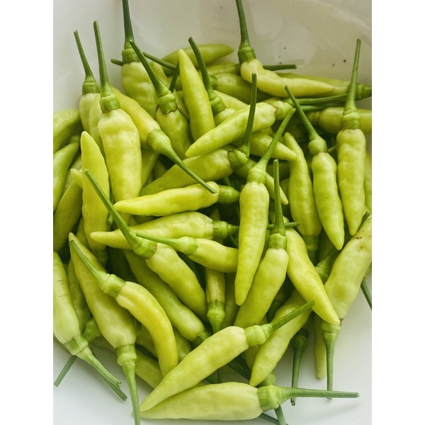 Lada Putih Sabah Fresh Petik Dari Pokok 70g Stok Johor | Shopee Malaysia