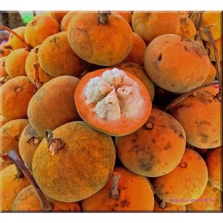 Anak pokok sentul/setoi thai hybrid kawin | Shopee Malaysia