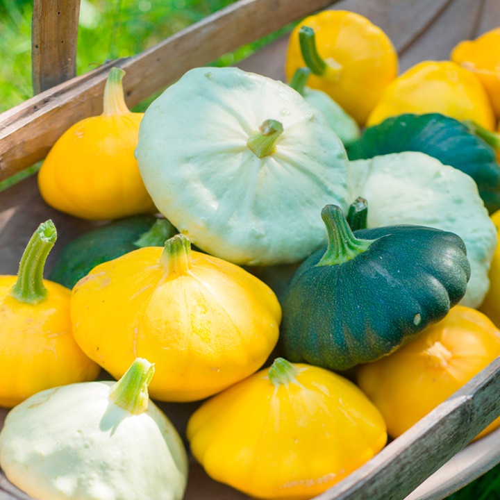 GO GREEN PATTYPAN SQUASH RARE SEEDS BENIH RARE LABU MANIS ZUCCHINI ...