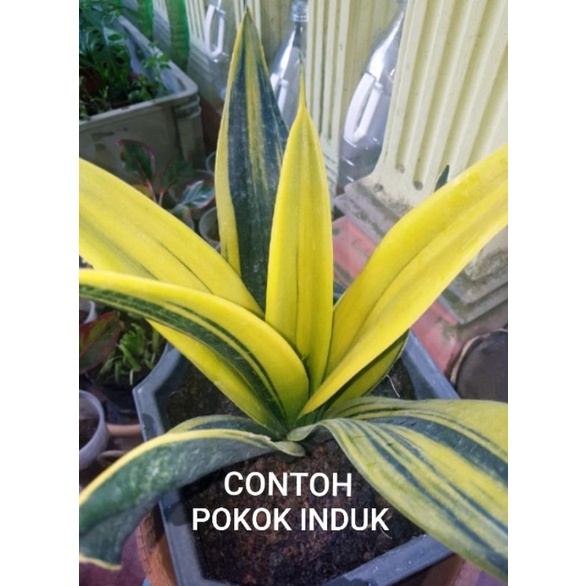 Anak Pokok Lidah Jin aka Lidah Mertua GOLDEN FLAME | Shopee Malaysia