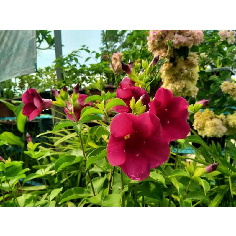 Alamanda Red Wine Anak Pokok | Shopee Malaysia
