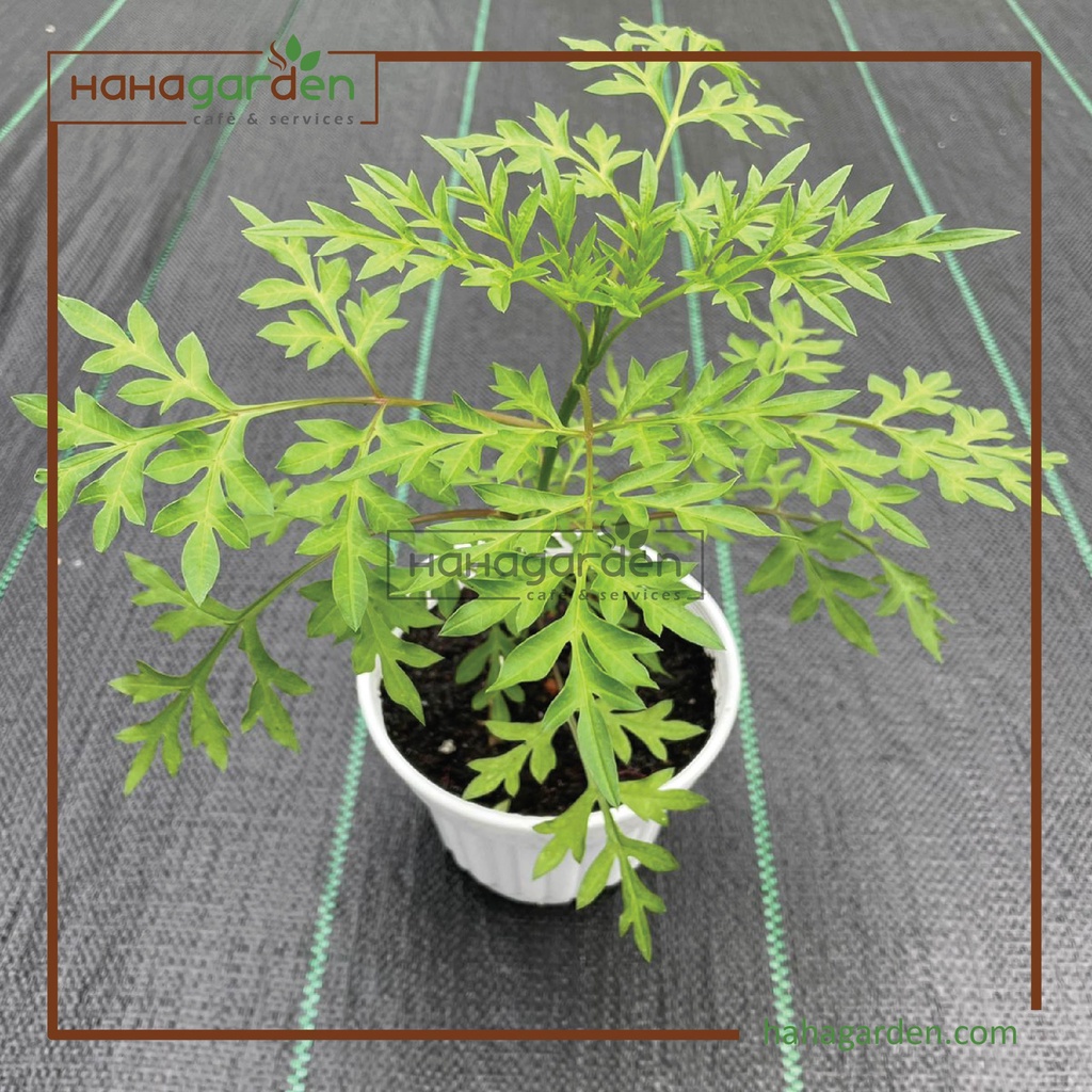 Anak Pokok Ulam Raja/Baby Tree King Salad/Cosmos Caudatus (LIVE PLANT ...
