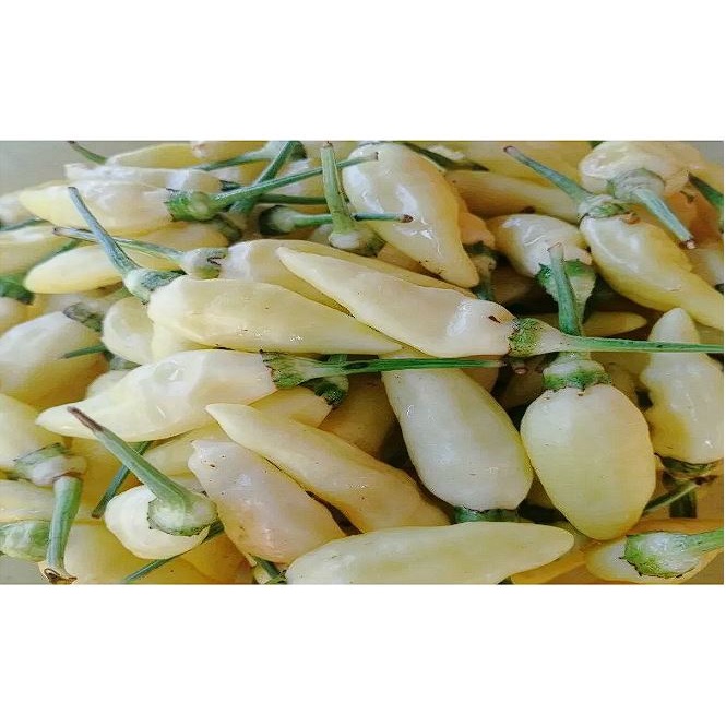 Biji benih cili padi putih | Shopee Malaysia