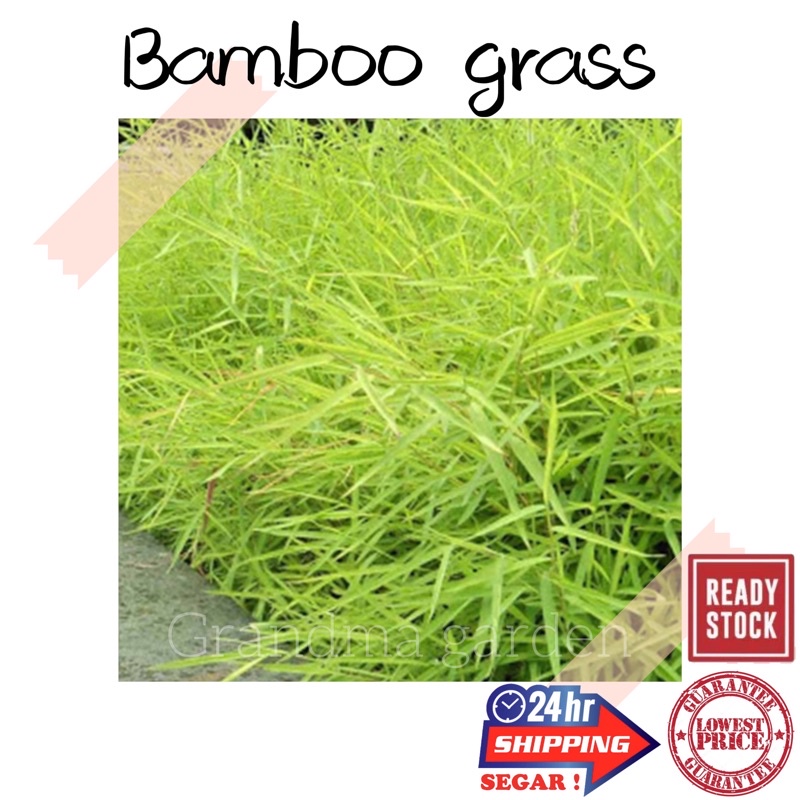 (GG real plant) bamboo grass^ buluh rumput pokok hidup hiasan rumah ...