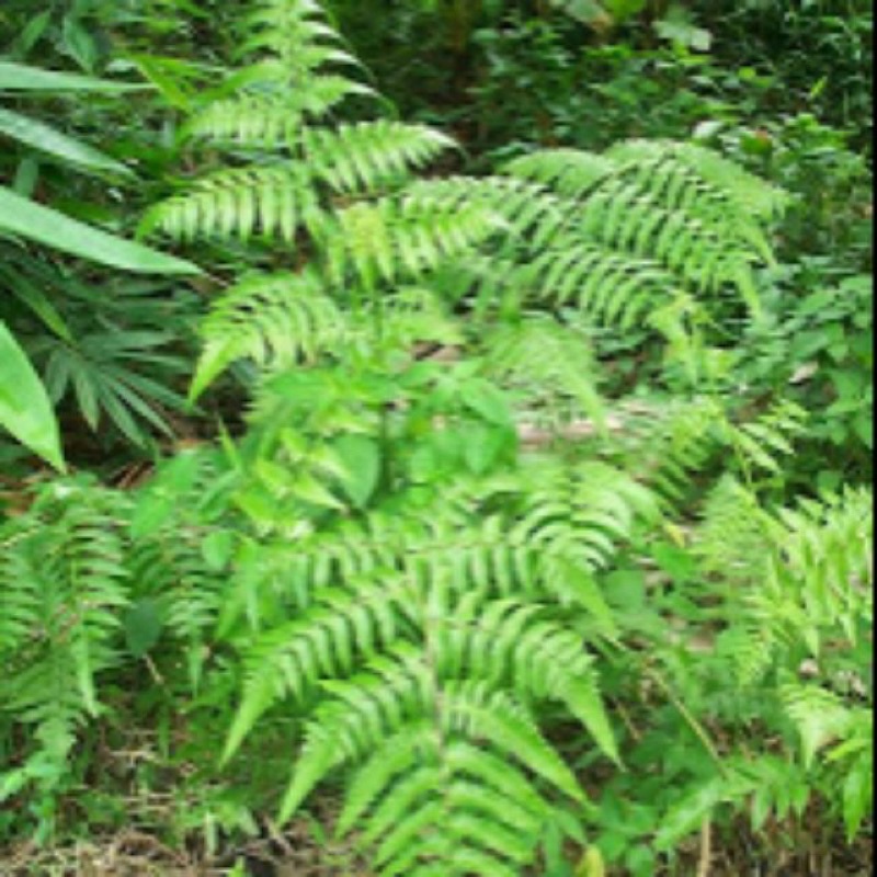 Benih pokok paku pakis/Pokok paku pakis(pembelian 15 pokok ke atas ...