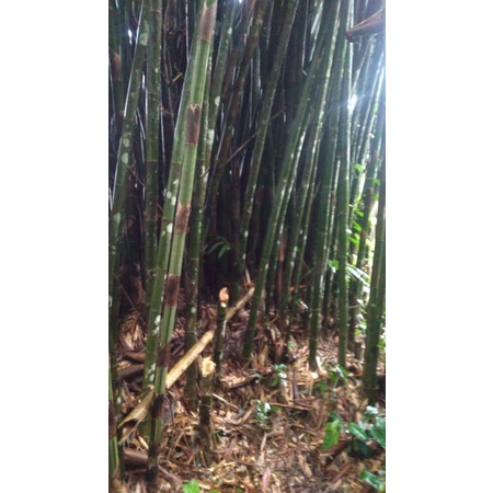 buluh pancang (140 cm)/pokok /sayuran/bunga/buluh tiang | Shopee Malaysia