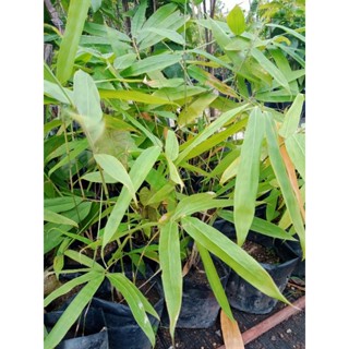 Anak Pokok Buluh Lemang | Shopee Malaysia