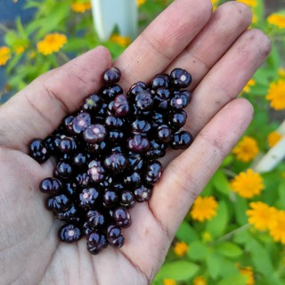 Benih Bayam Malabar Hijau / Pucuk Mayong / Remayung / Sayur Raja ...