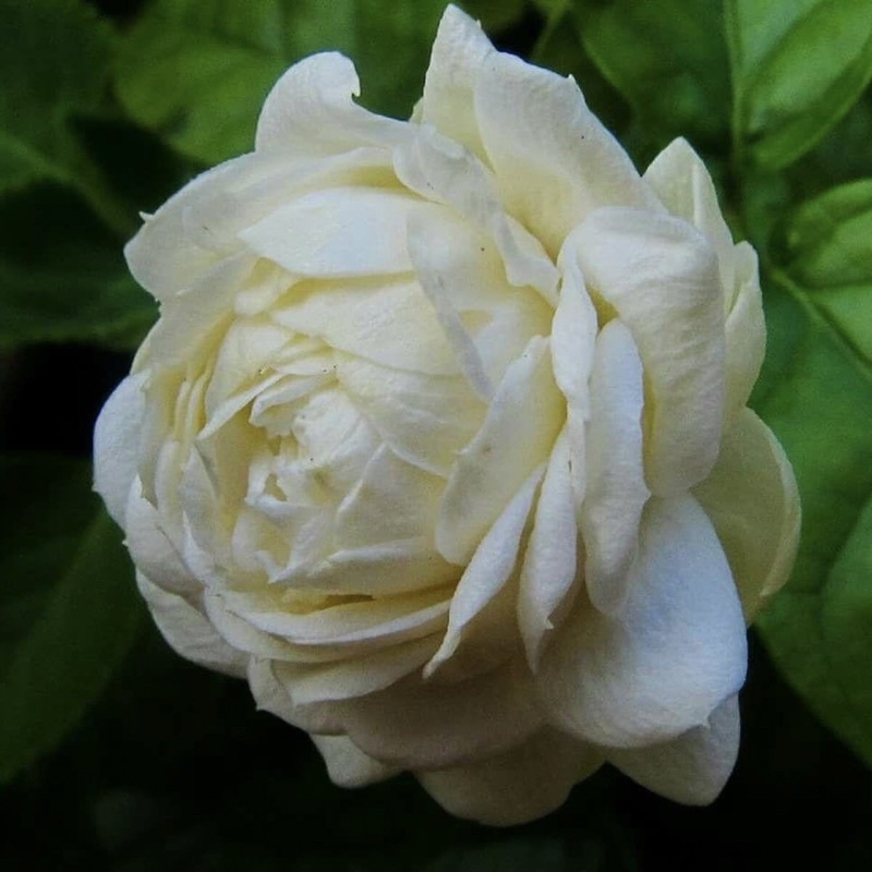 POKOK BUNGA MELUR SUSUN HARUM & WANGI / MELUR ROSE / JASMINUM SAMBAC ...