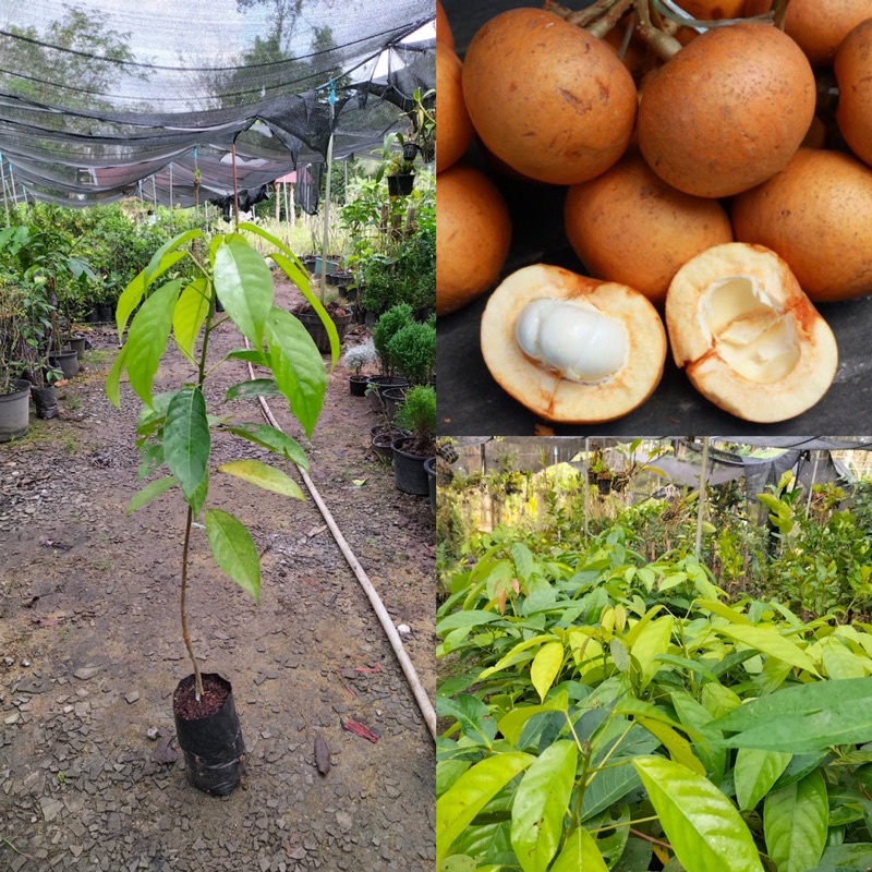 Anak Pokok Tampoi hybrid ( kawin ) / Pokok ngeke hybrid thai murah ...