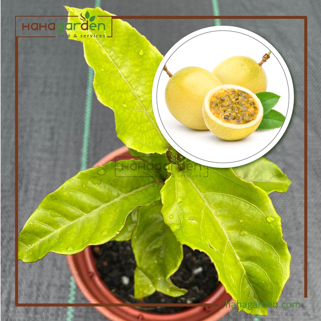 Anak Pokok Buah Markisa Kuning/Yellow Passion Fruit (LIVE PLANT ...
