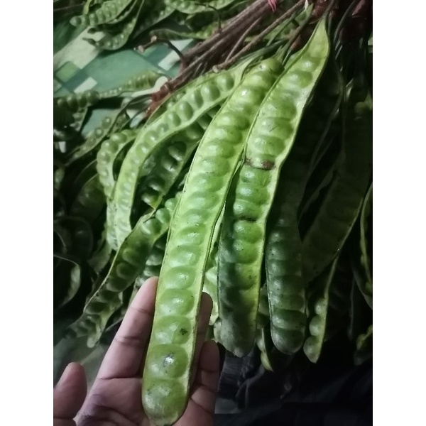 Petai padi kampung 7keping | Shopee Malaysia