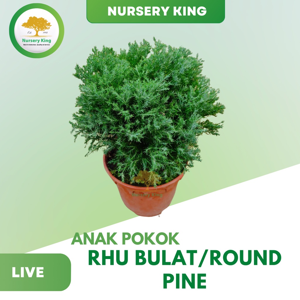 Anak Pokok Rhu Round Pine [Max 4 trees per order] Live Plant Pokok ...