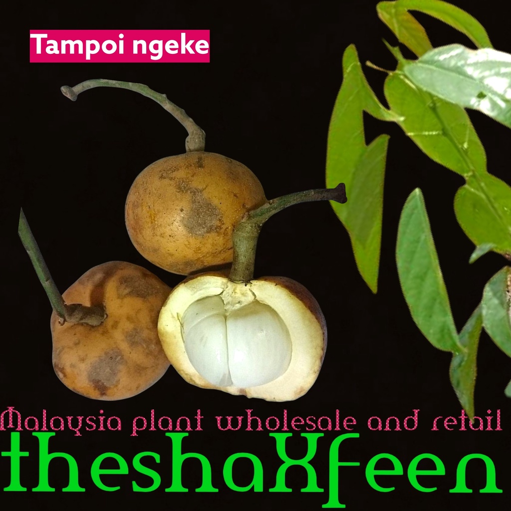 Pokok tampoi theshaxfeen | Shopee Malaysia