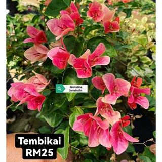 Bunga Kertas Bougainvillea Tembikai | Shopee Malaysia