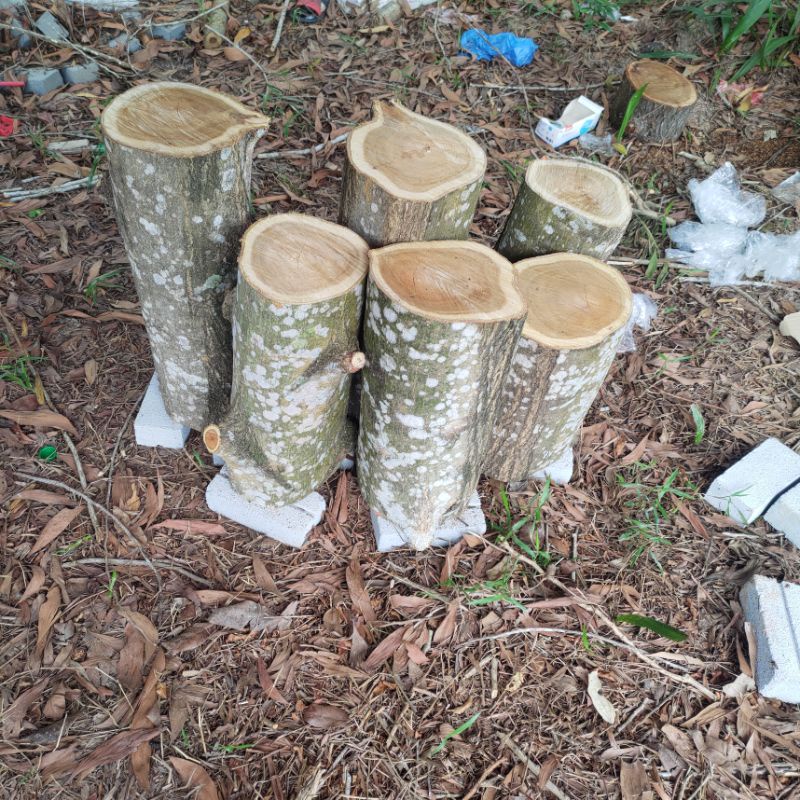 wood log,Batang kayu,cat screthes | Shopee Malaysia