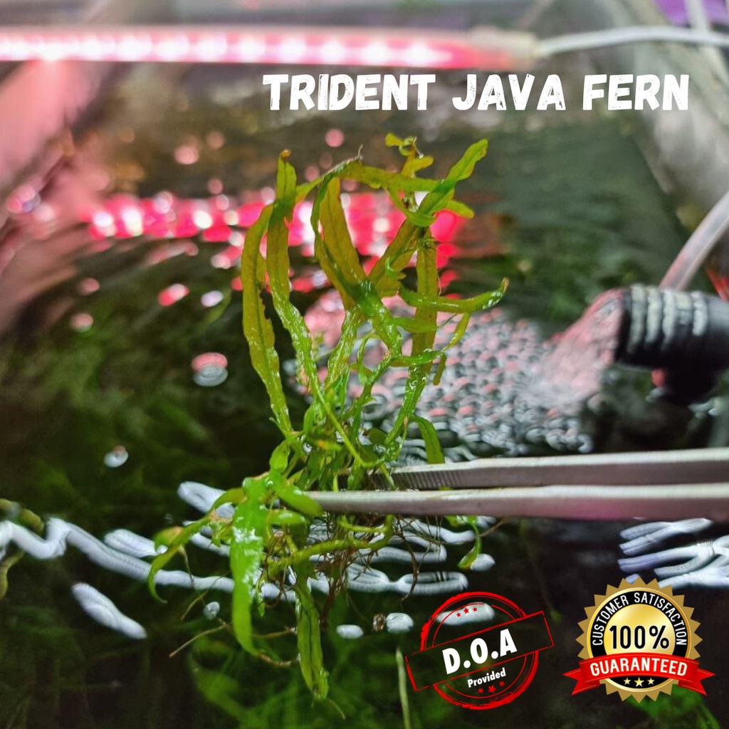 [LOCAL SELLER] Trident Java Fern (Aquascape/Aquarium/Moss/Shrimp/Fish/Vivarium/Plant) | Shopee ...