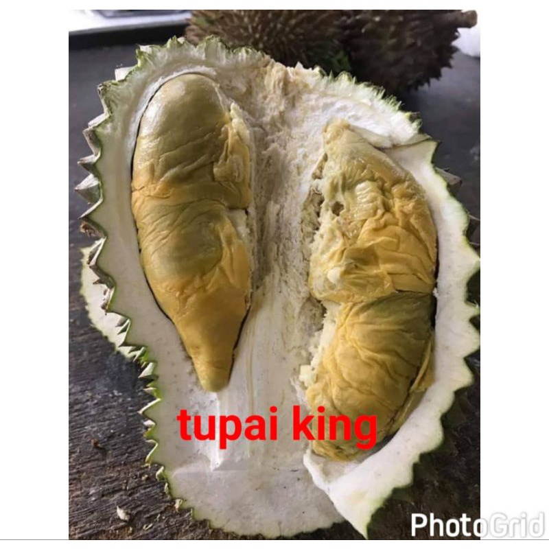 ANAK POKOK DURIAN TUPAI KING (D214) HYBRID | Shopee Malaysia