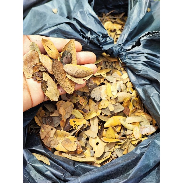 Daun Pukul 5 Dari Thai untuk medium keladi,adenium dan pelbagai ...