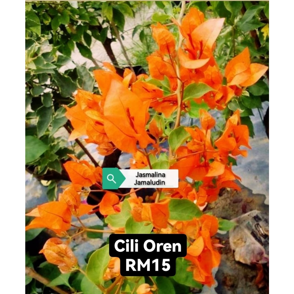 Bunga Kertas Bougainvillea Cili Oren | Shopee Malaysia