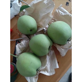 Pokok Buah Pear Asian Pear Shandong pear real plant hotselling indoor ...