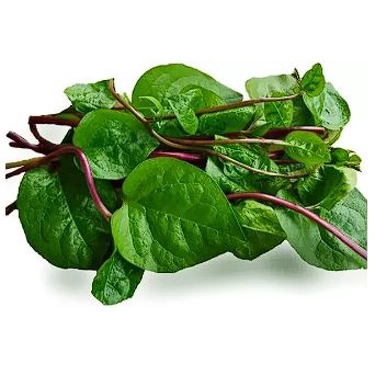 biji benih Sayur Mayong, Pucuk Mayong, Sayur Bayong, biji benih ...
