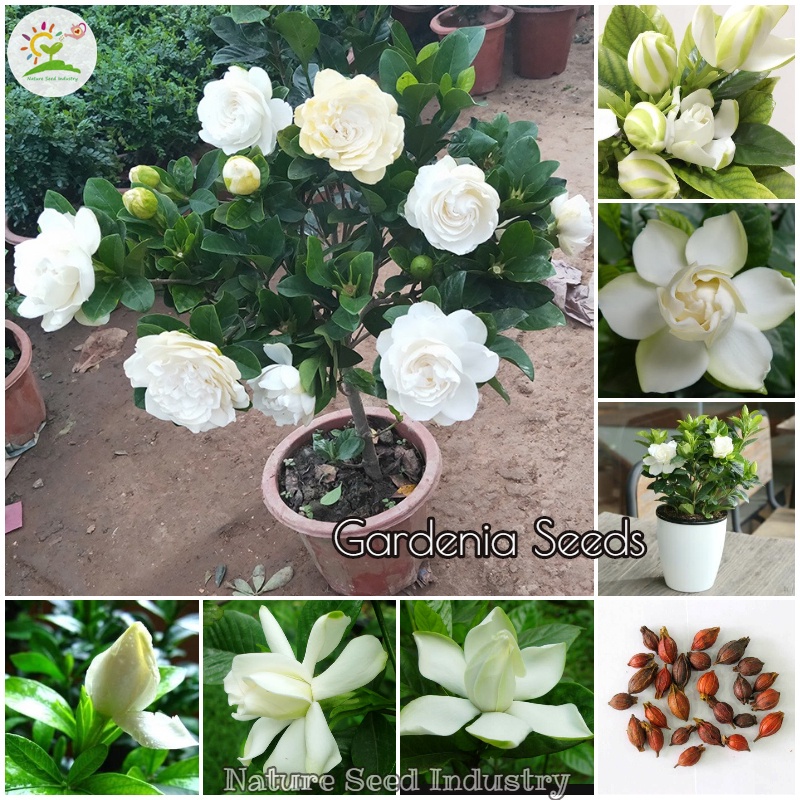 Gardenia Seeds for Planting 5PCS Aromatic Flower Seeds for Gardnening ...