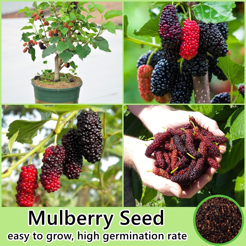 Sweet and Juicy Mulberry Seed Fruit Seeds for Planting (20 Seeds) 桑葚种子 ...