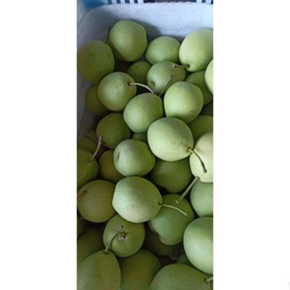 Pokok Buah Pear Asian Pear Shandong pear real plant hotselling indoor ...