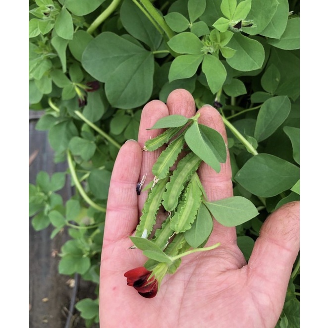 Pokok Kacang Botol Renek bunga merah Winged Bean ulam rare | Shopee ...
