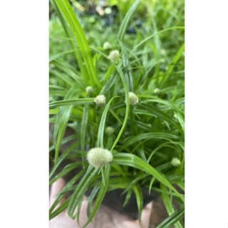 RUMPUT HELIKOPTER RUMPUT KUCING / PARVO / PENDUL / MATA LALAT / VITAMIN ...