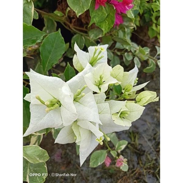 Bunga Kertas Pelbagai Jenis ID (Live Plant)Bougainvillea | Shopee Malaysia