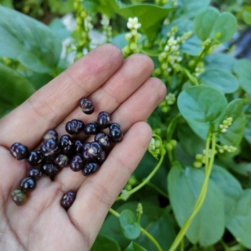 Benih Bayam Malabar Hijau / Pucuk Mayong / Remayung / Sayur Raja ...