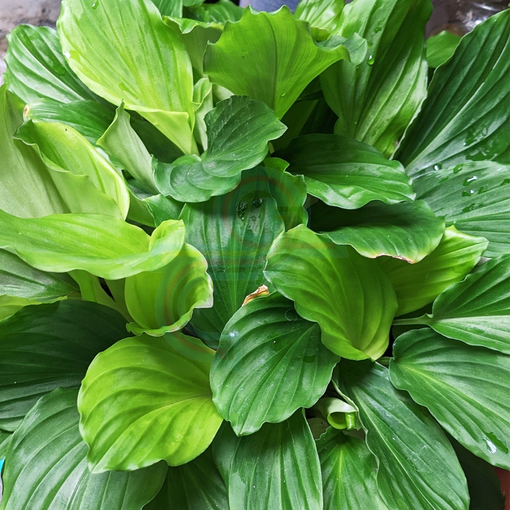 ANAK POKOK CEKUR / ULAM HERBA / POKOK HERBA / ANAK POKOK BERUBI ...