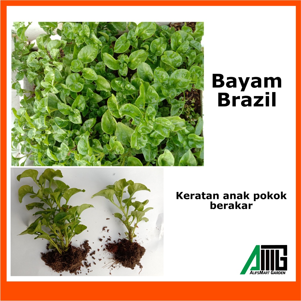 BAYAM BRAZIL Keratan Pokok Benih Bayam | Shopee Malaysia