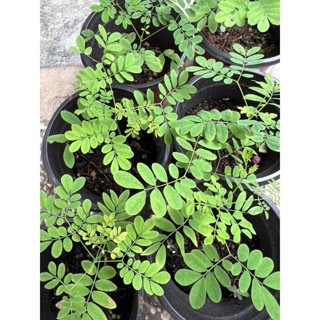 Anak Pokok Semarak Api (Merah) / Pokok Bunga Merak | Shopee Malaysia