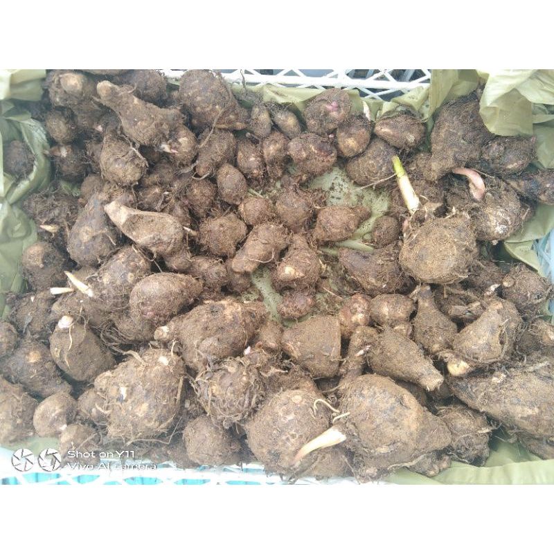 Ubi keladi cina/telur 1 kg | Shopee Malaysia