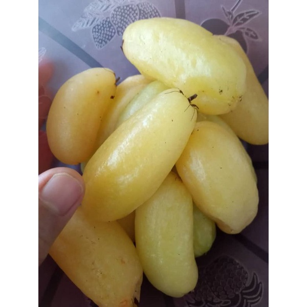 Anak pokok belimbing buluh buah kuning | Shopee Malaysia