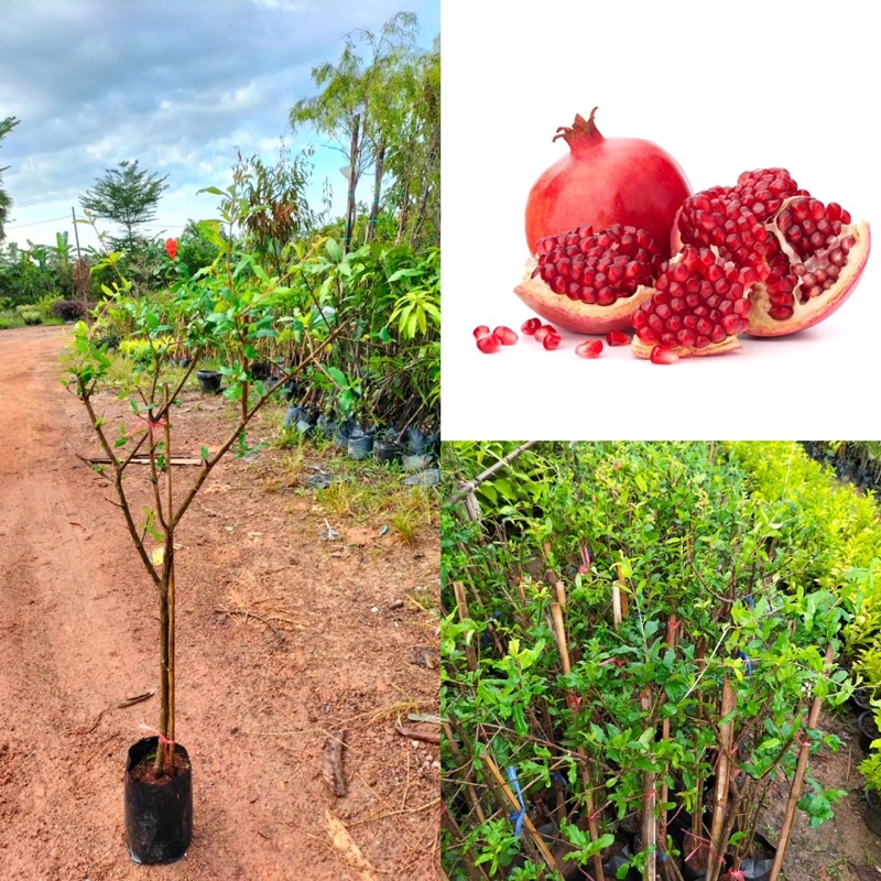 Pokok buah delima merah pokok tinggi matang / thai ( hybrid ) / buah ...