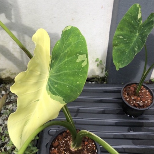 rare Colocasia Milky Way | Shopee Malaysia