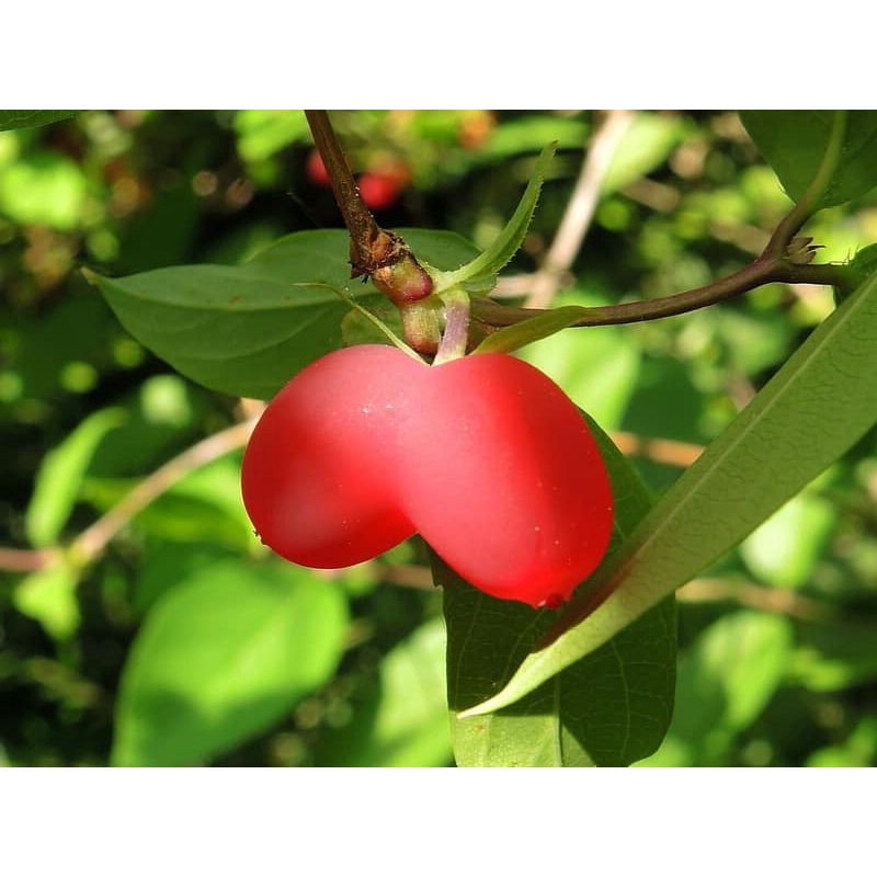 Anak Pokok Raspberry Honeysuckle | Shopee Malaysia