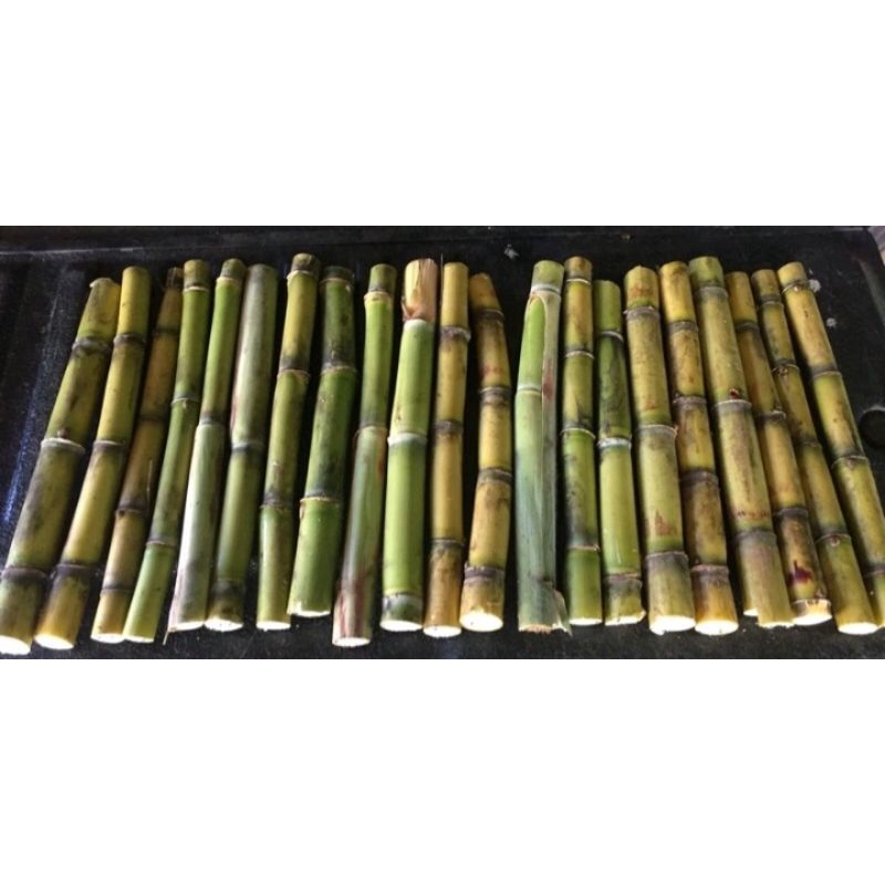 Benih Tebu Morris Tebu buluh Tebu Madu Tebu kampung Keratan Tebu ...