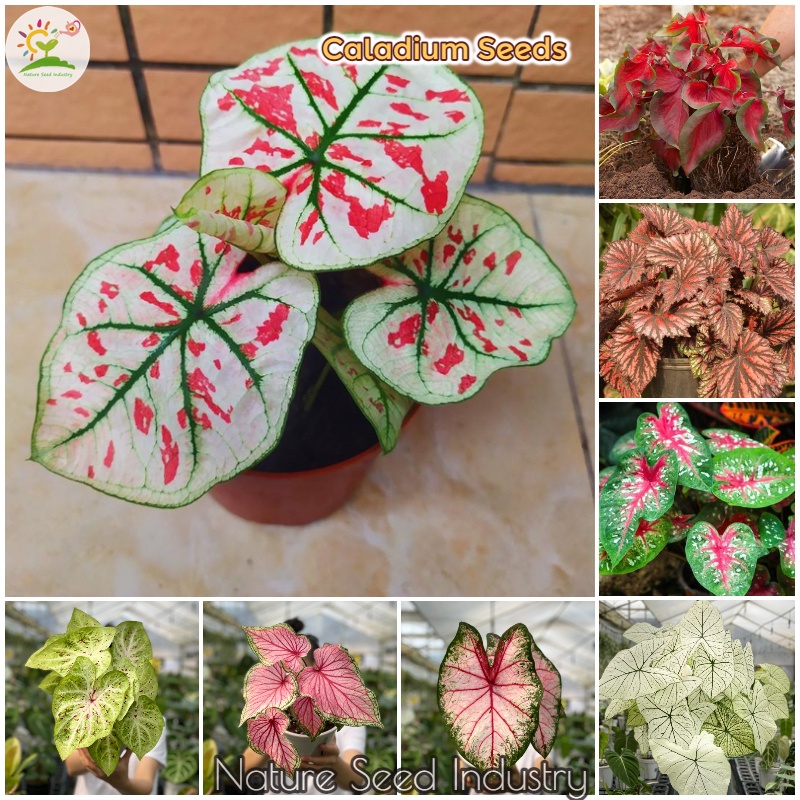 Rare Caladium Seeds for Planting (100 seeds/pack, Mixed Color, Easy To ...