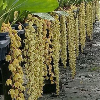 coelogyne rochussenii, bukan cutting,mcm bunga tanjung wangi ,pokok ...