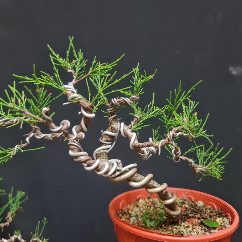 bonsai casuarina cemara udang indonesia stok training | Shopee Malaysia