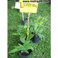 Anak pokok Lempoyang / Umbisi Lempoyang Halia pahit (200gm) | Shopee ...