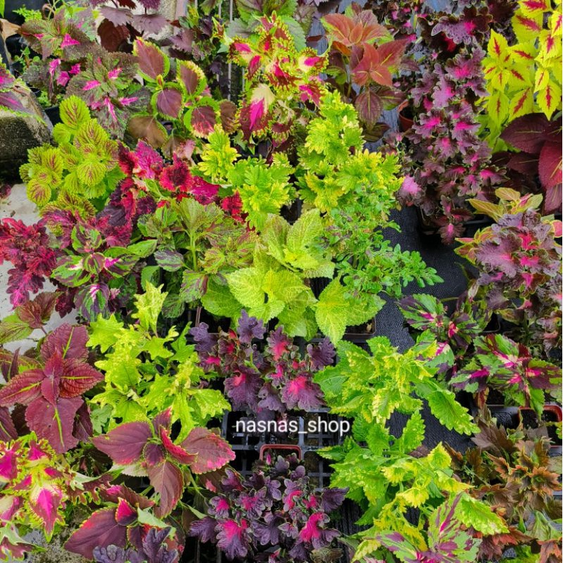 Pokok Bunga Ati Ati Ati2 Coleus Ati-Ati AtiAti Flower Live Plant ...