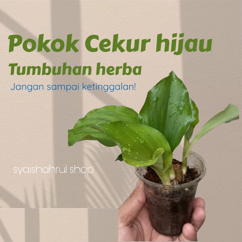 Pokok Cekur hijau (Tumbuhan herba) | Shopee Malaysia